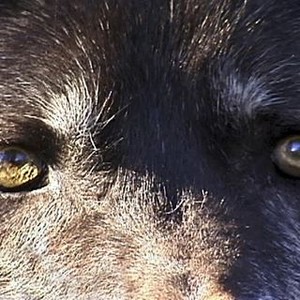 True Wolf - Rotten Tomatoes