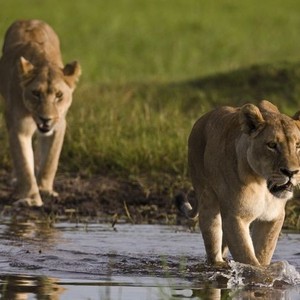 The Last Lions - Rotten Tomatoes