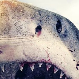 House Shark - Rotten Tomatoes