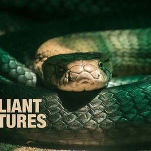 Brilliant Creatures: Season 5, Episode 10 - Rotten Tomatoes