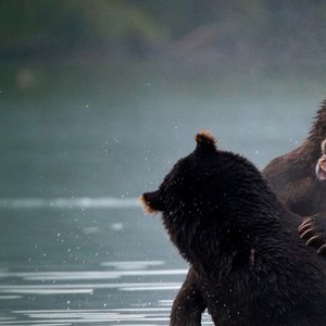 Wild Russia - Rotten Tomatoes