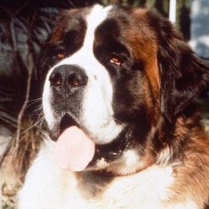 Beethoven - Rotten Tomatoes