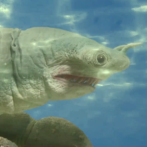 Cocaine Shark - Rotten Tomatoes