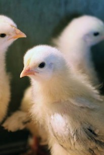 Baby Animals In Our World: Season 1, Episode 15 | Rotten Tomatoes
