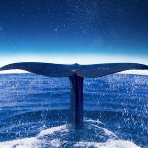 Whale Nation - Rotten Tomatoes
