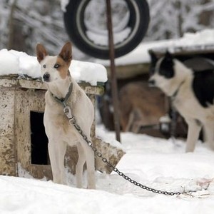 Sled Dogs - Rotten Tomatoes