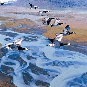 Winged Migration - Rotten Tomatoes