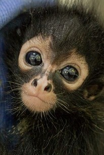 Natural World: Season 35, Episode 1 | Rotten Tomatoes