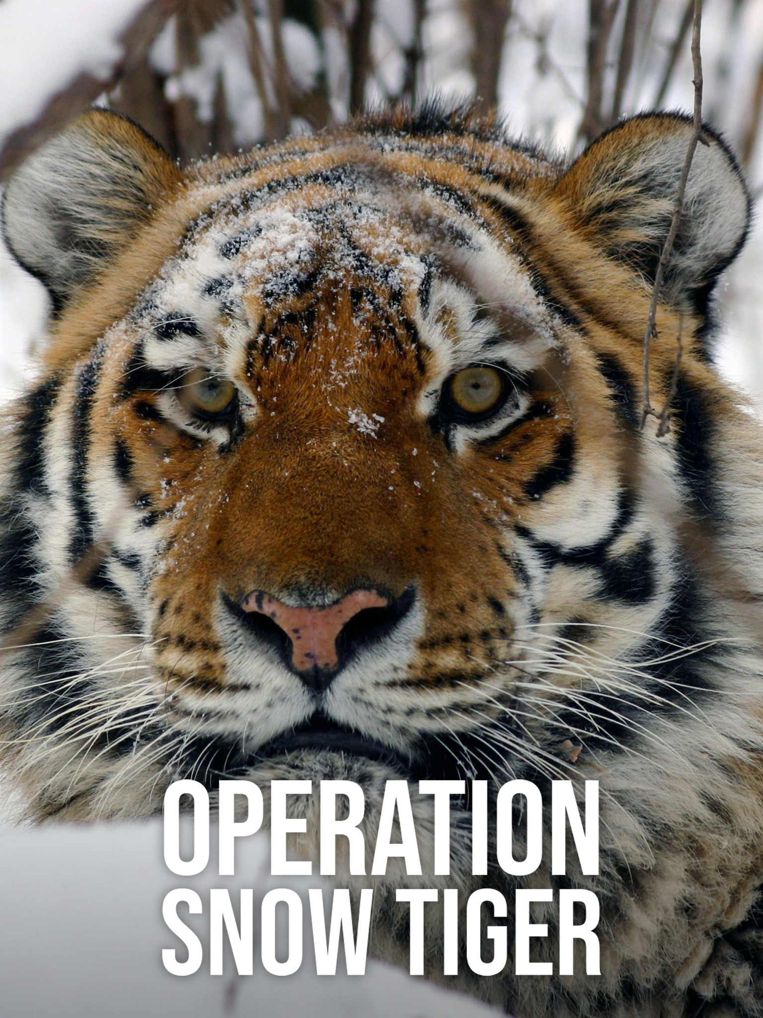 Operation Snow Tiger Pictures | Rotten Tomatoes