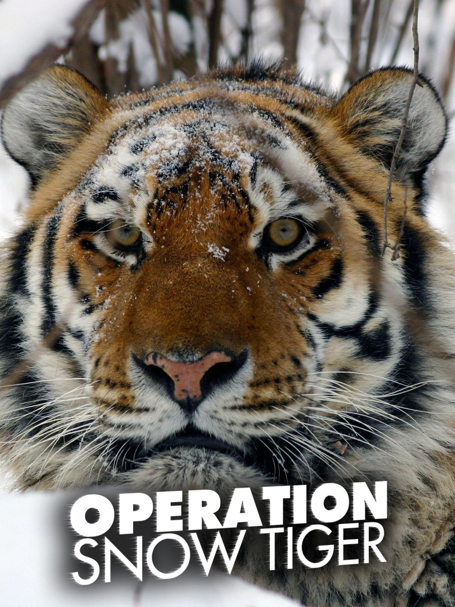 Operation Snow Tiger Season 1 | Rotten Tomatoes