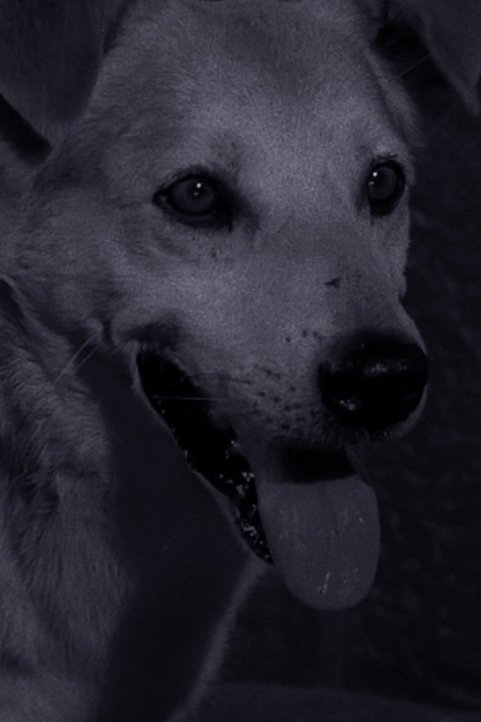 Hank Pictures | Rotten Tomatoes