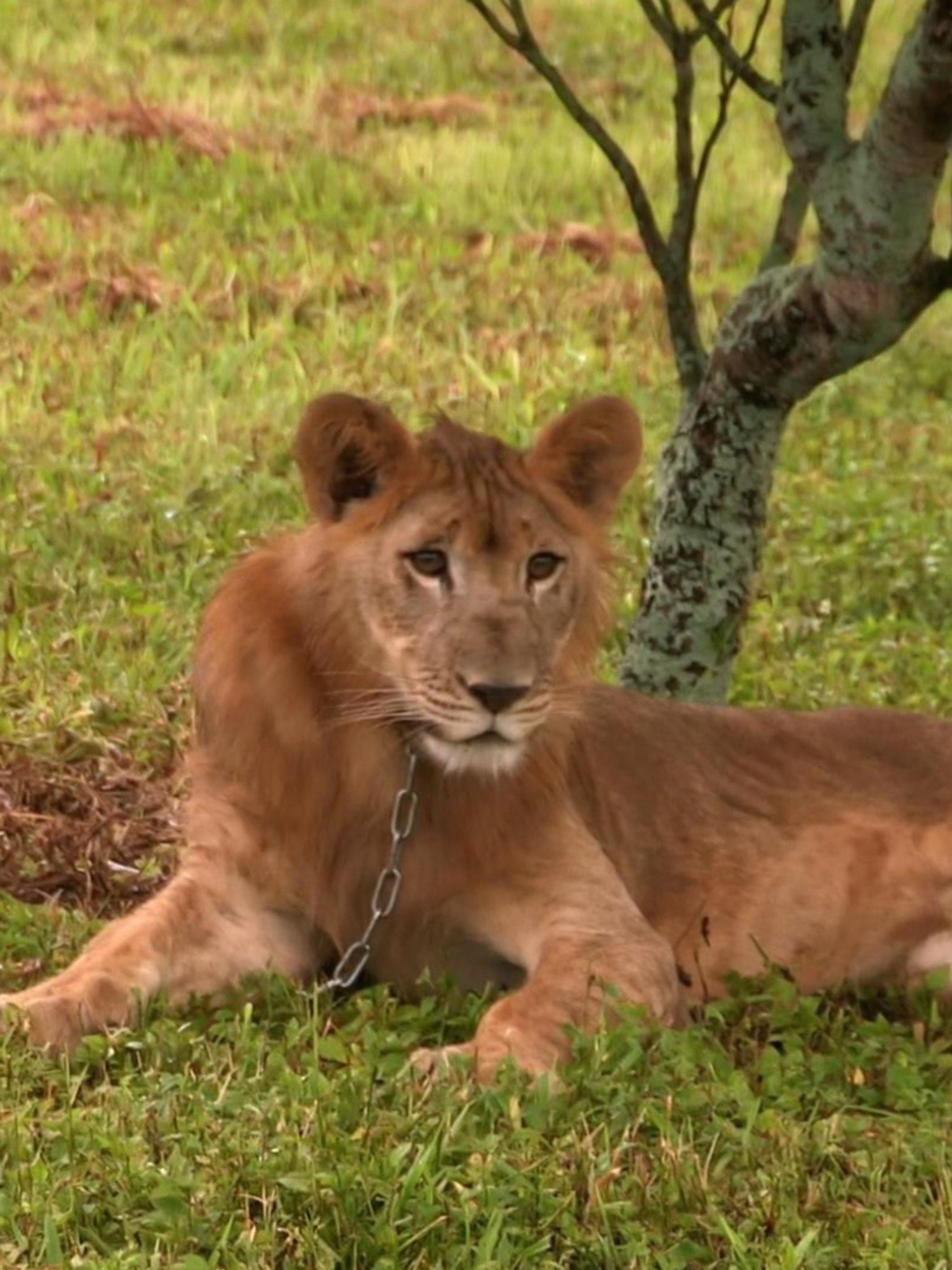 Cat Scratch Fever Pictures - Rotten Tomatoes