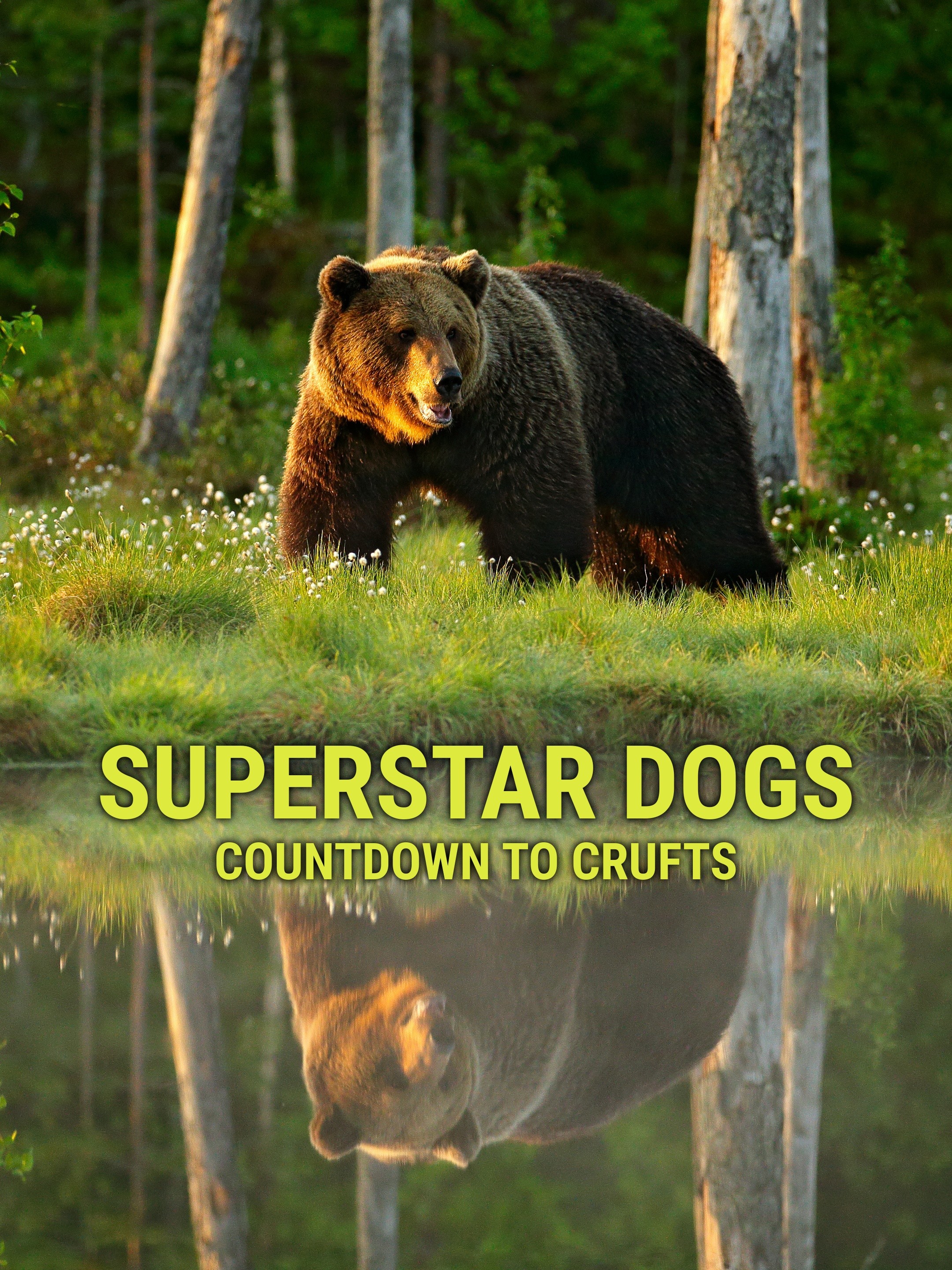 Superstar Dogs: Countdown to Crufts | Rotten Tomatoes