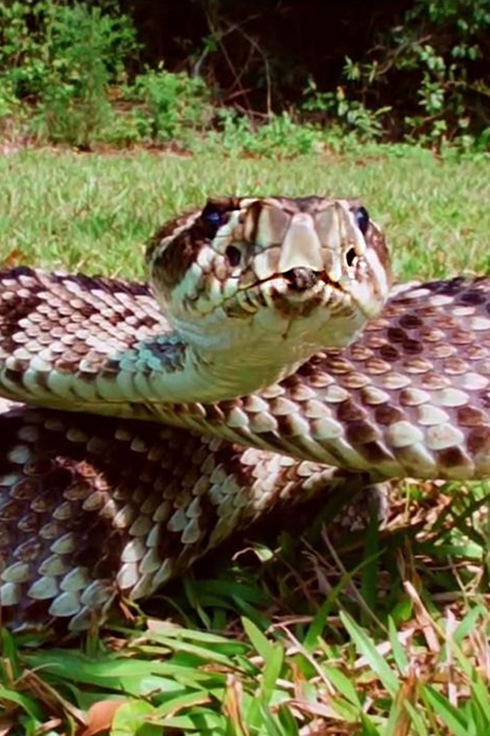 Dallas: Red Meat & Rattlesnakes Pictures - Rotten Tomatoes