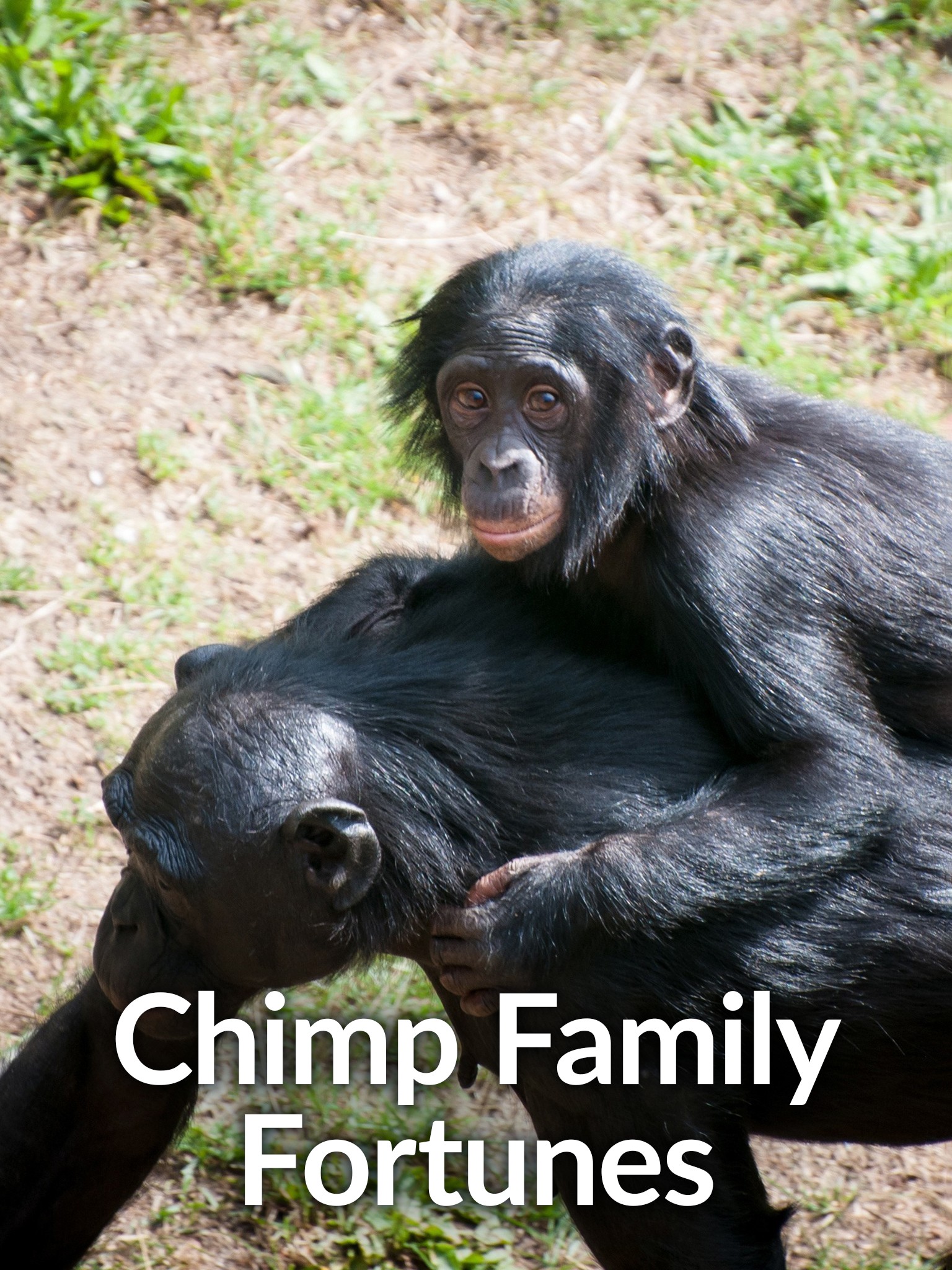 Chimp Family Fortunes Pictures | Rotten Tomatoes