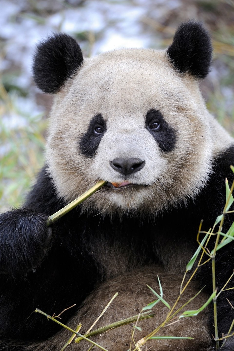 Animal Misfits Pictures - Rotten Tomatoes