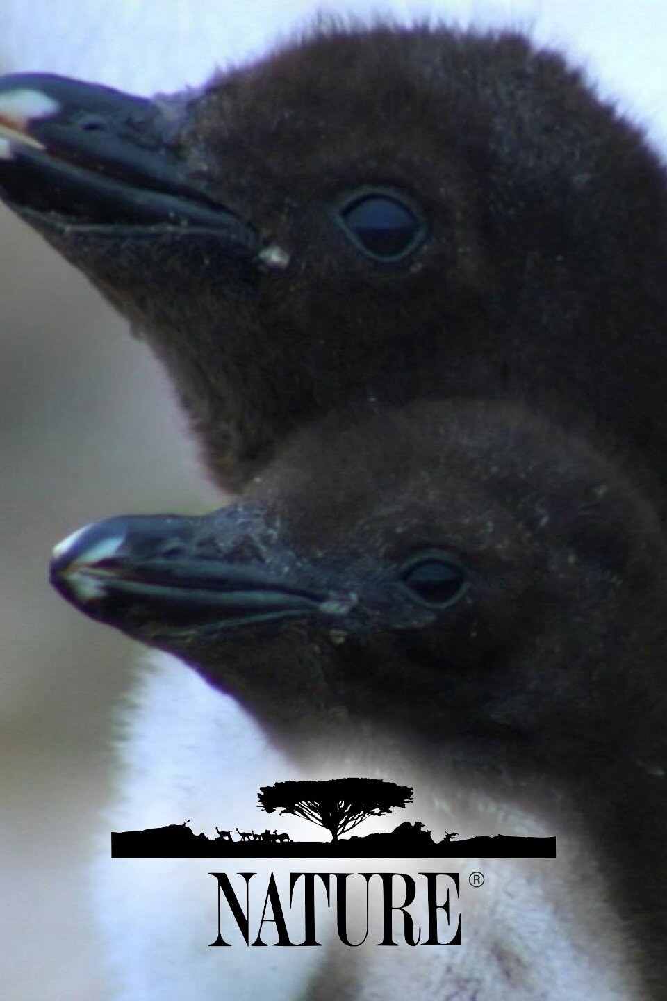 Animal Misfits Pictures | Rotten Tomatoes