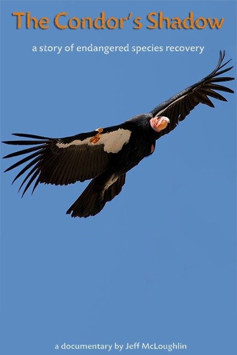 The Condor's Shadow | Rotten Tomatoes