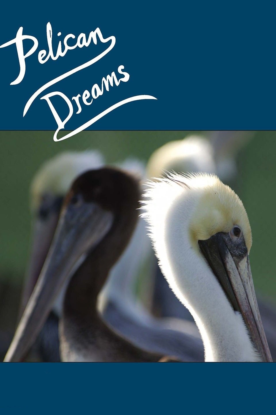 Pelican Dreams | Rotten Tomatoes