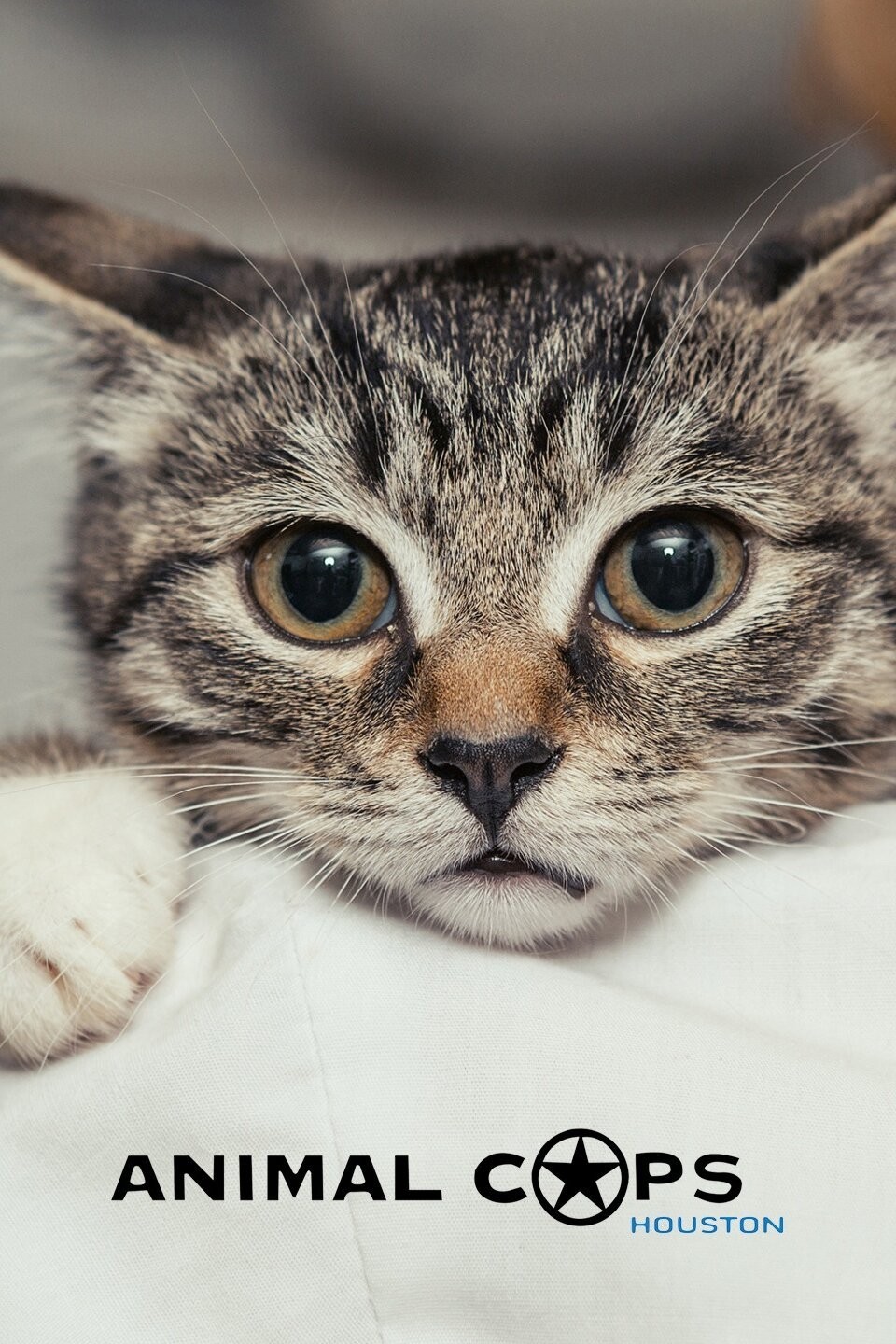 Animal Cops: Houston Season 7 | Rotten Tomatoes