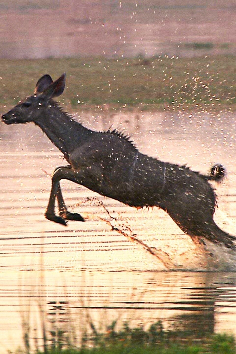 Ganglands Pictures | Rotten Tomatoes