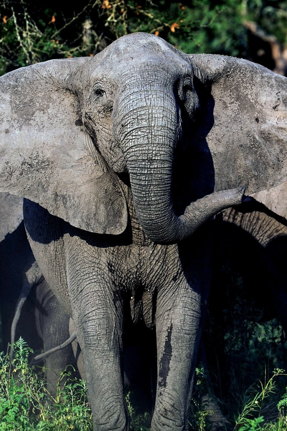 Battle Lines Pictures | Rotten Tomatoes