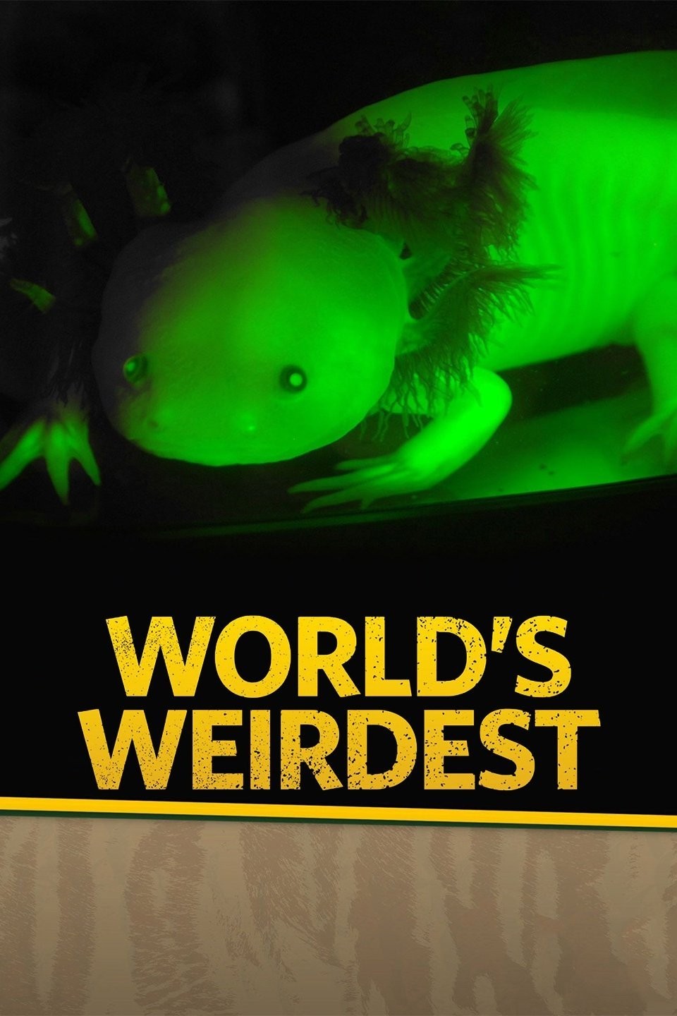 World's Weirdest Animals Season 1 | Rotten Tomatoes