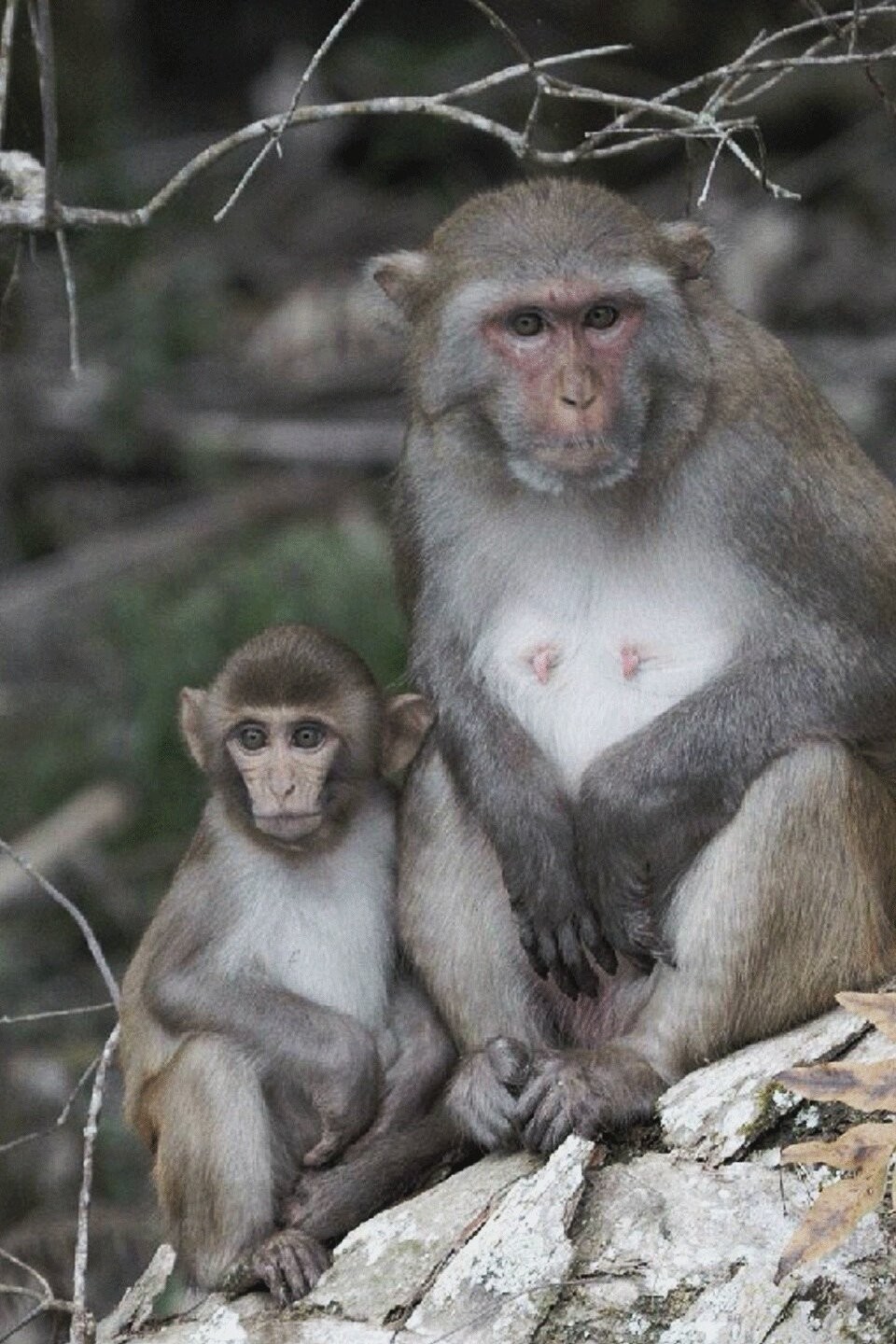 Bay City Brawlers Pictures - Rotten Tomatoes