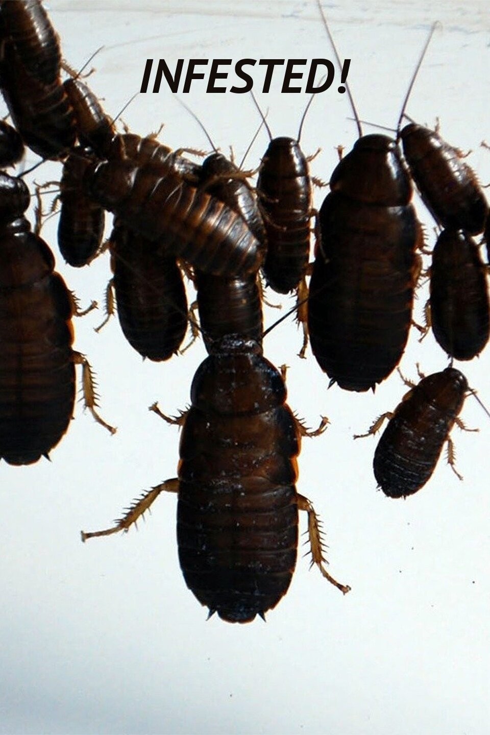 Infested! Season 2 | Rotten Tomatoes