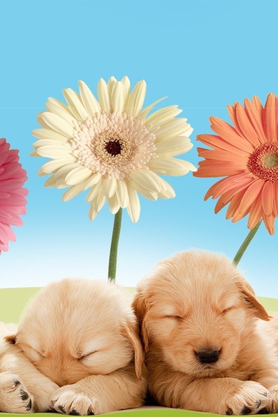 Cats: Cute-A-Polooza Pictures - Rotten Tomatoes