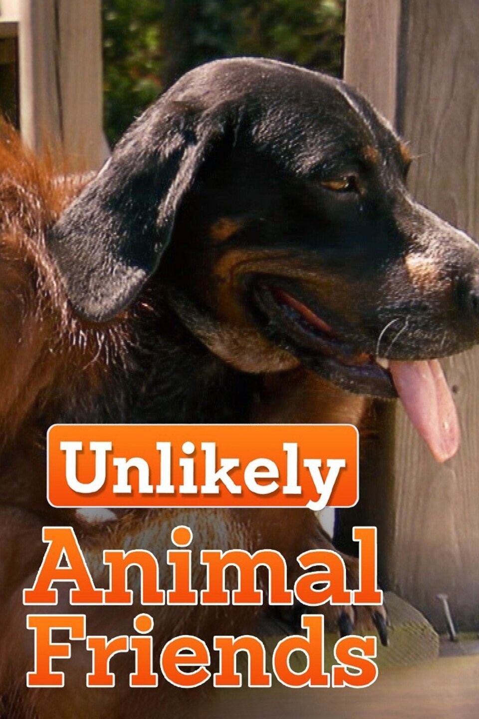 Unlikely Animal Friends - Rotten Tomatoes