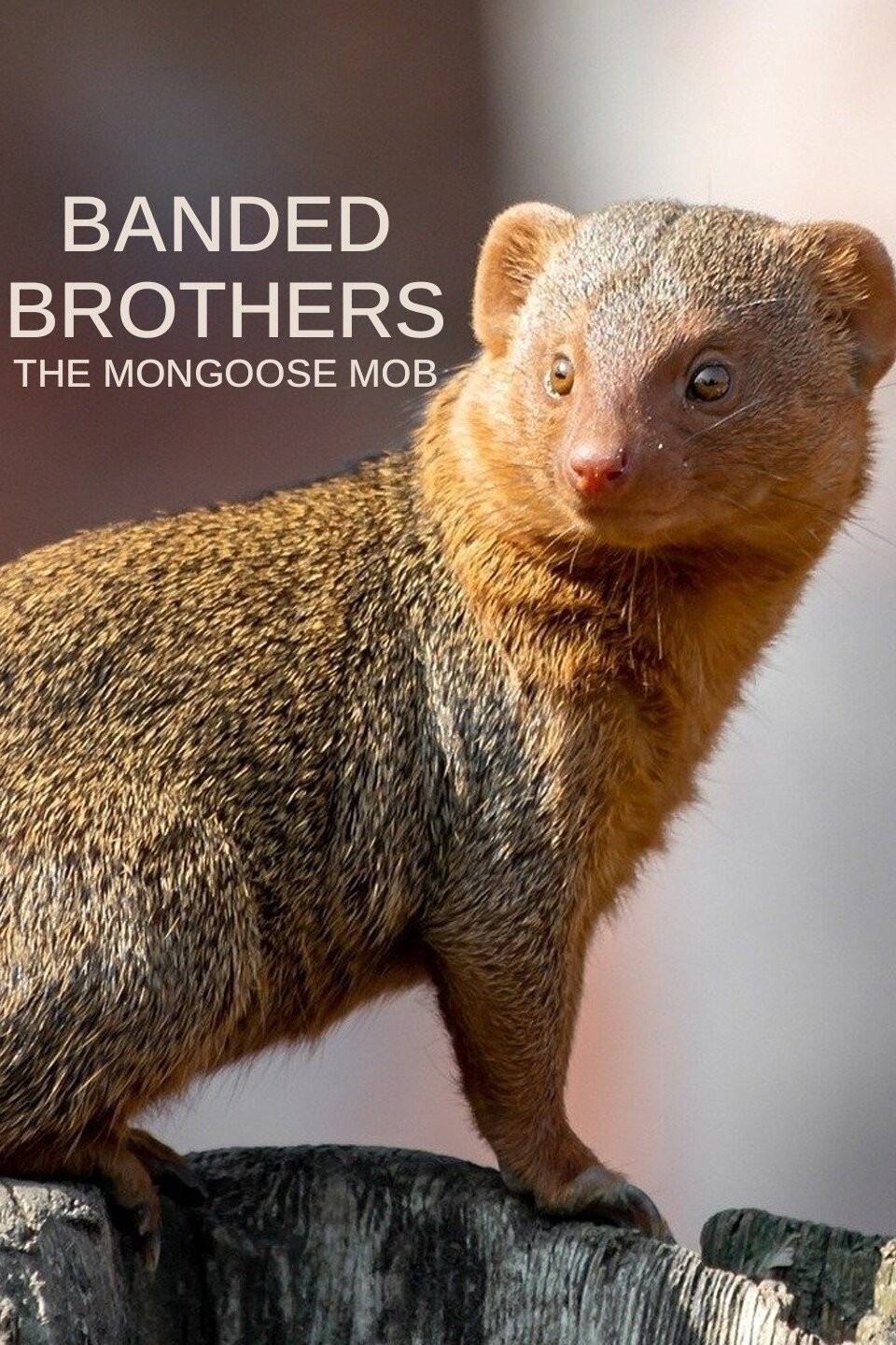 Banded Brothers: The Mongoose Mob Season 1 | Rotten Tomatoes