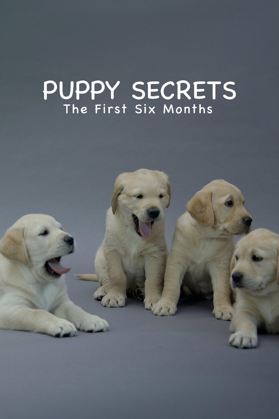 Puppy Secrets: The First Six Months Pictures | Rotten Tomatoes