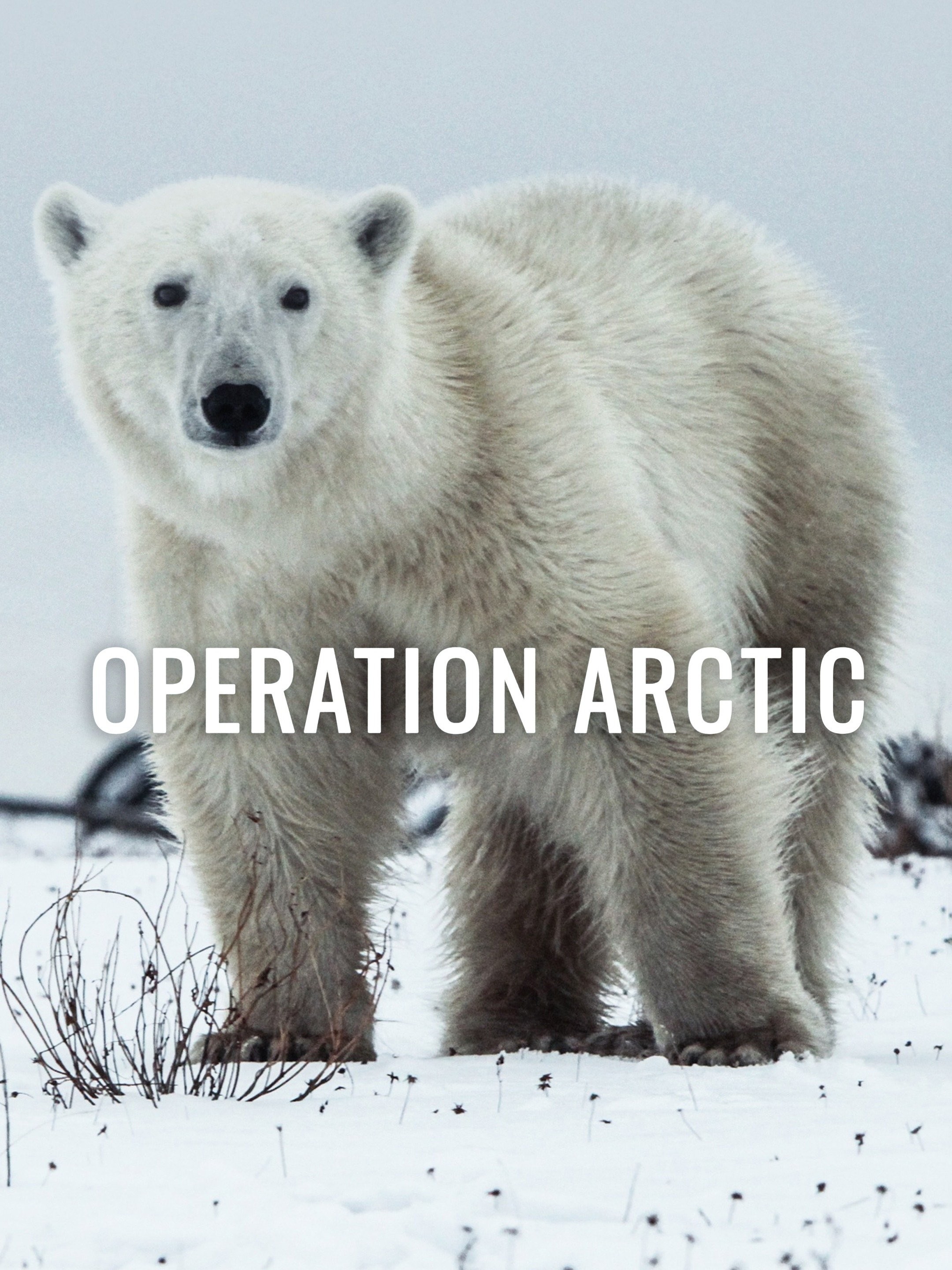 Operation Arctic Pictures | Rotten Tomatoes