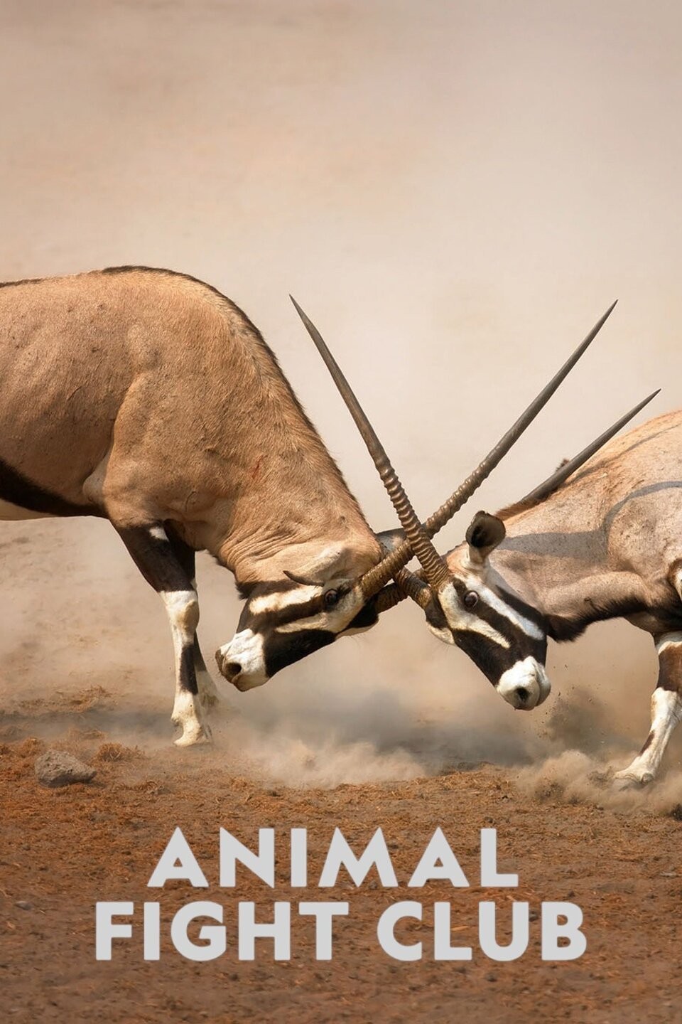 Animal Fight Club Season 4 | Rotten Tomatoes