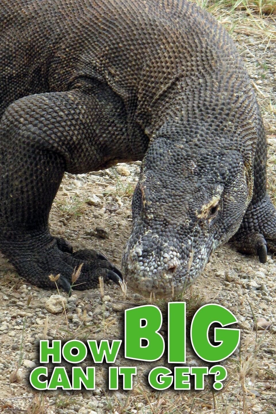 How Big Can It Get? Season 1 | Rotten Tomatoes
