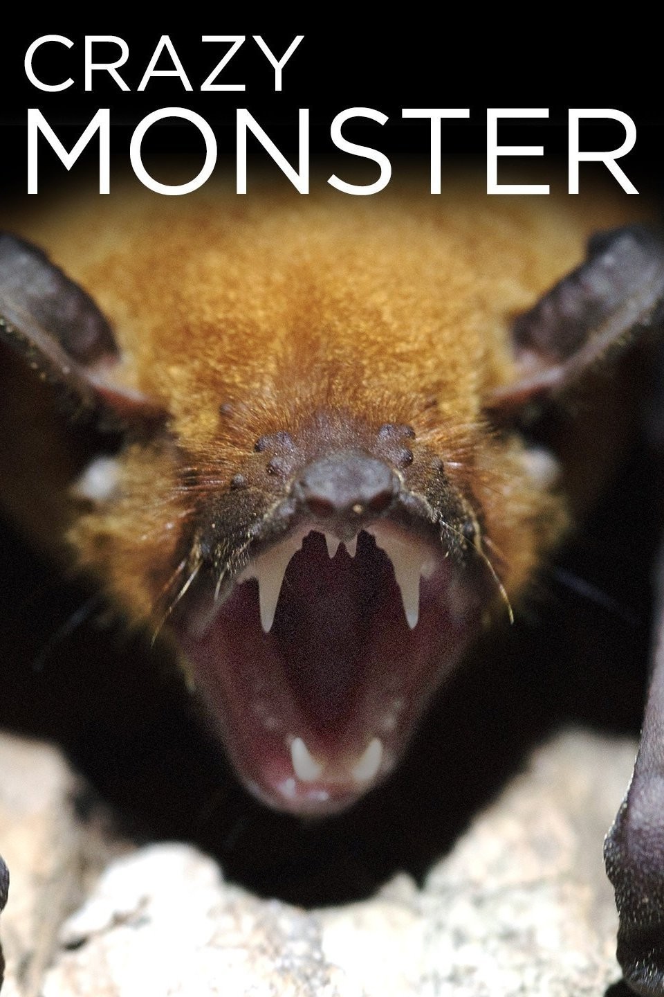 Crazy Monster Season 1 | Rotten Tomatoes