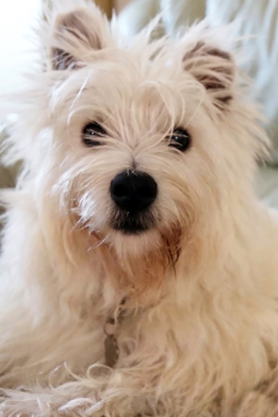 Rollo, Rodney And Nell Pictures - Rotten Tomatoes