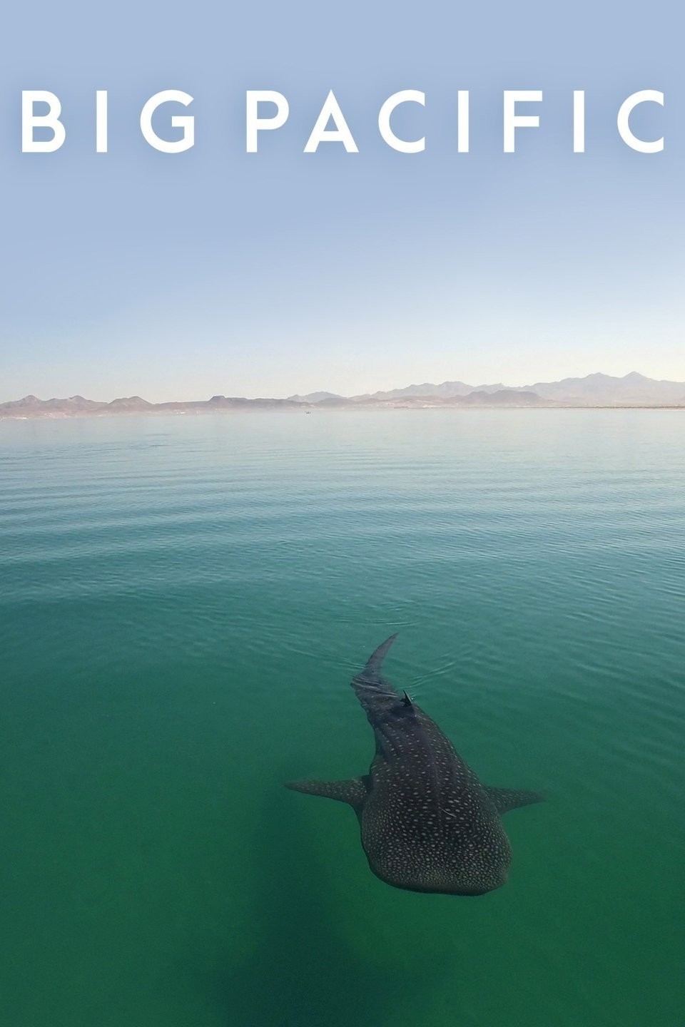 Big Pacific Season 1 | Rotten Tomatoes