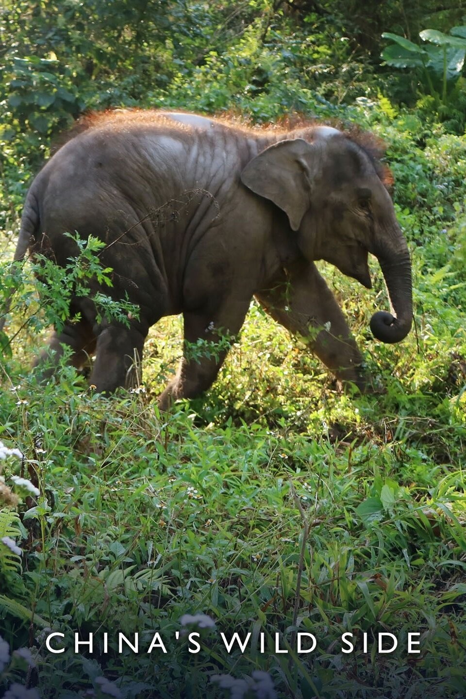 China's Wild Side Season 1 | Rotten Tomatoes