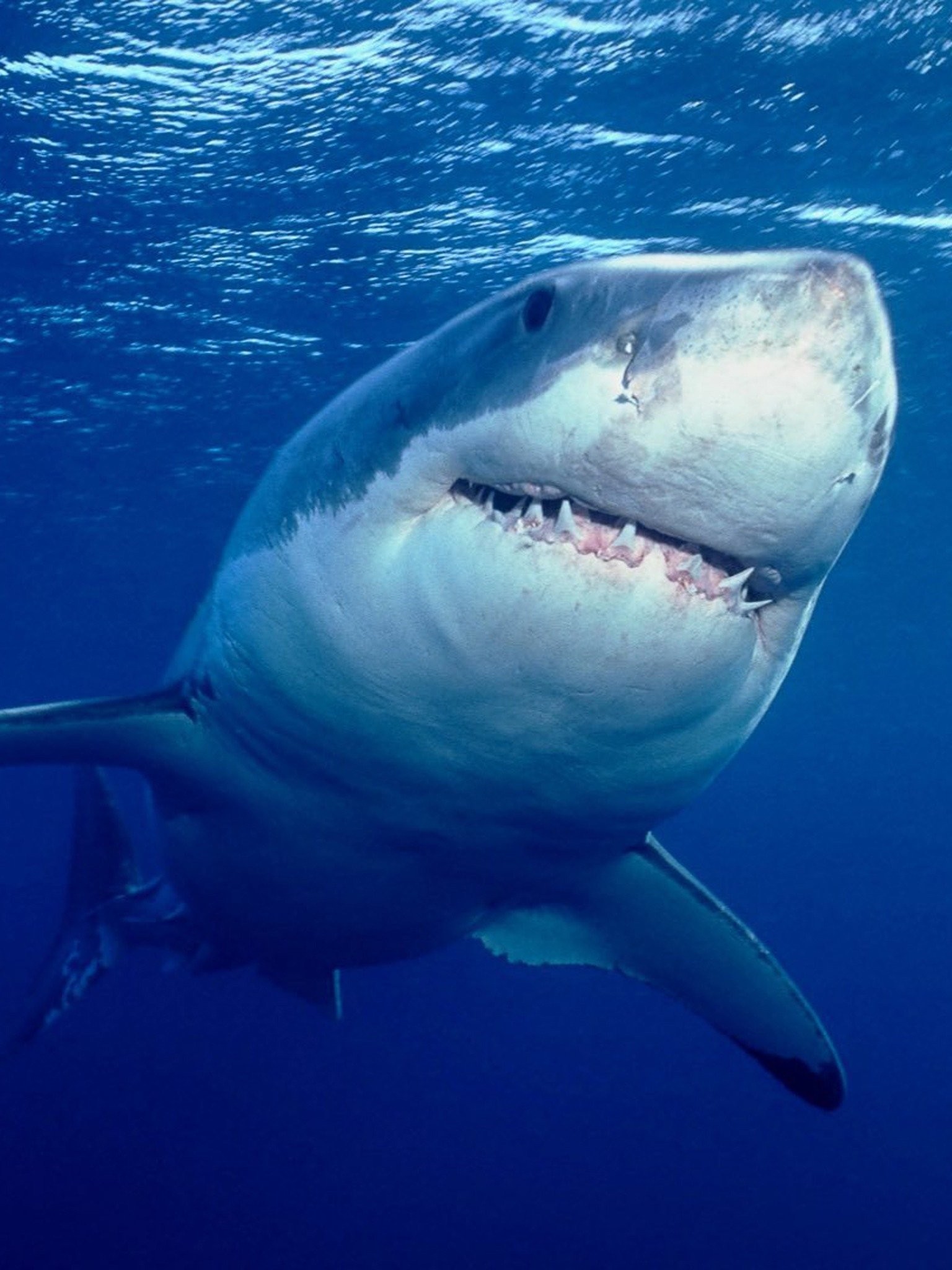 Ultimate Shark Pictures | Rotten Tomatoes