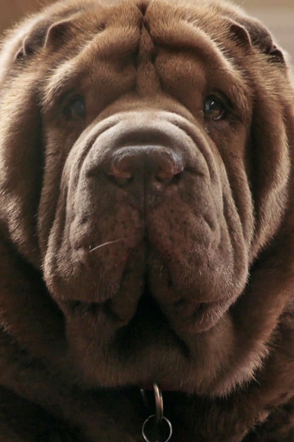 Fit Family, Fat Dog Pictures | Rotten Tomatoes