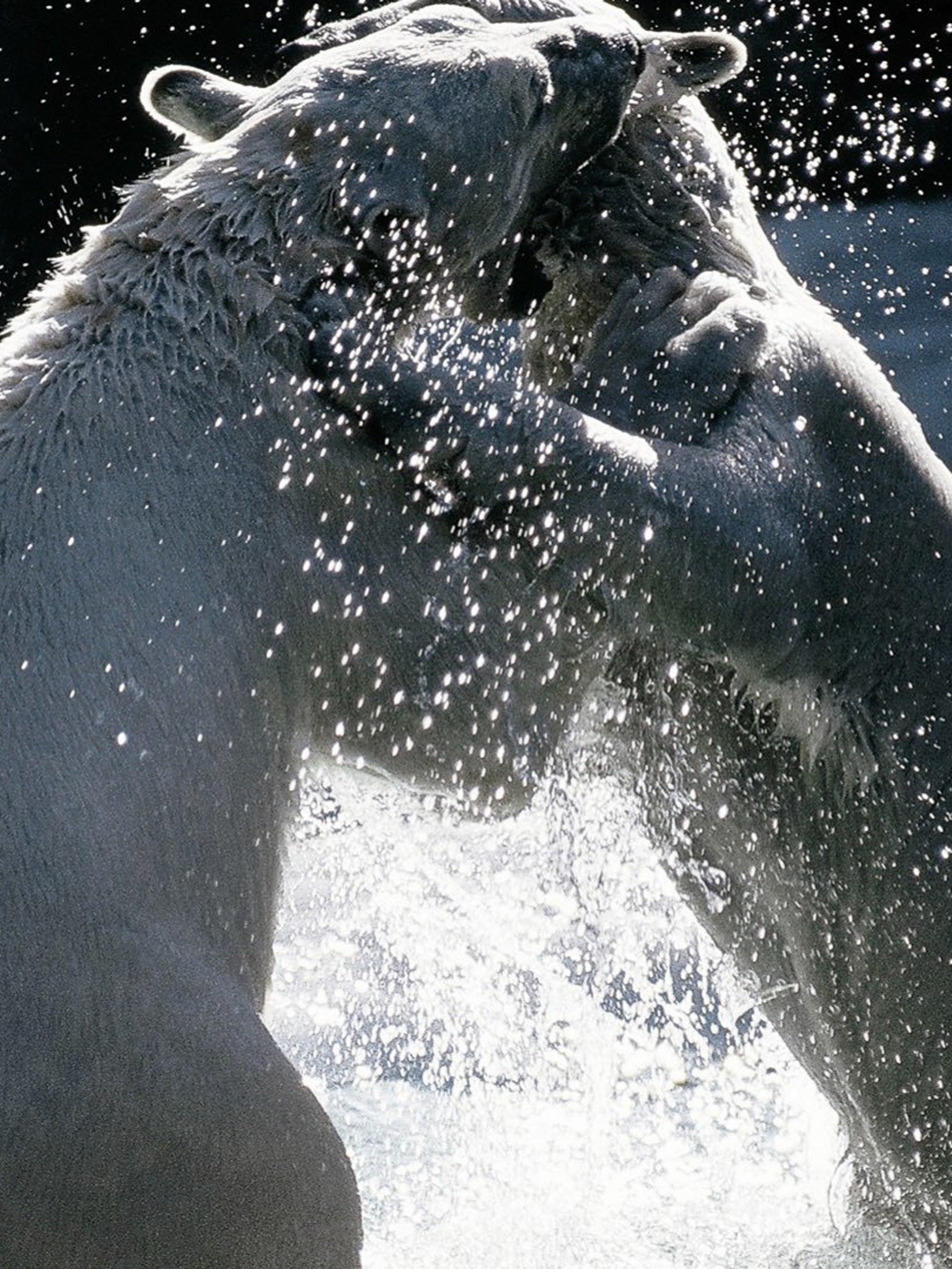 Ultimate Bear Pictures | Rotten Tomatoes