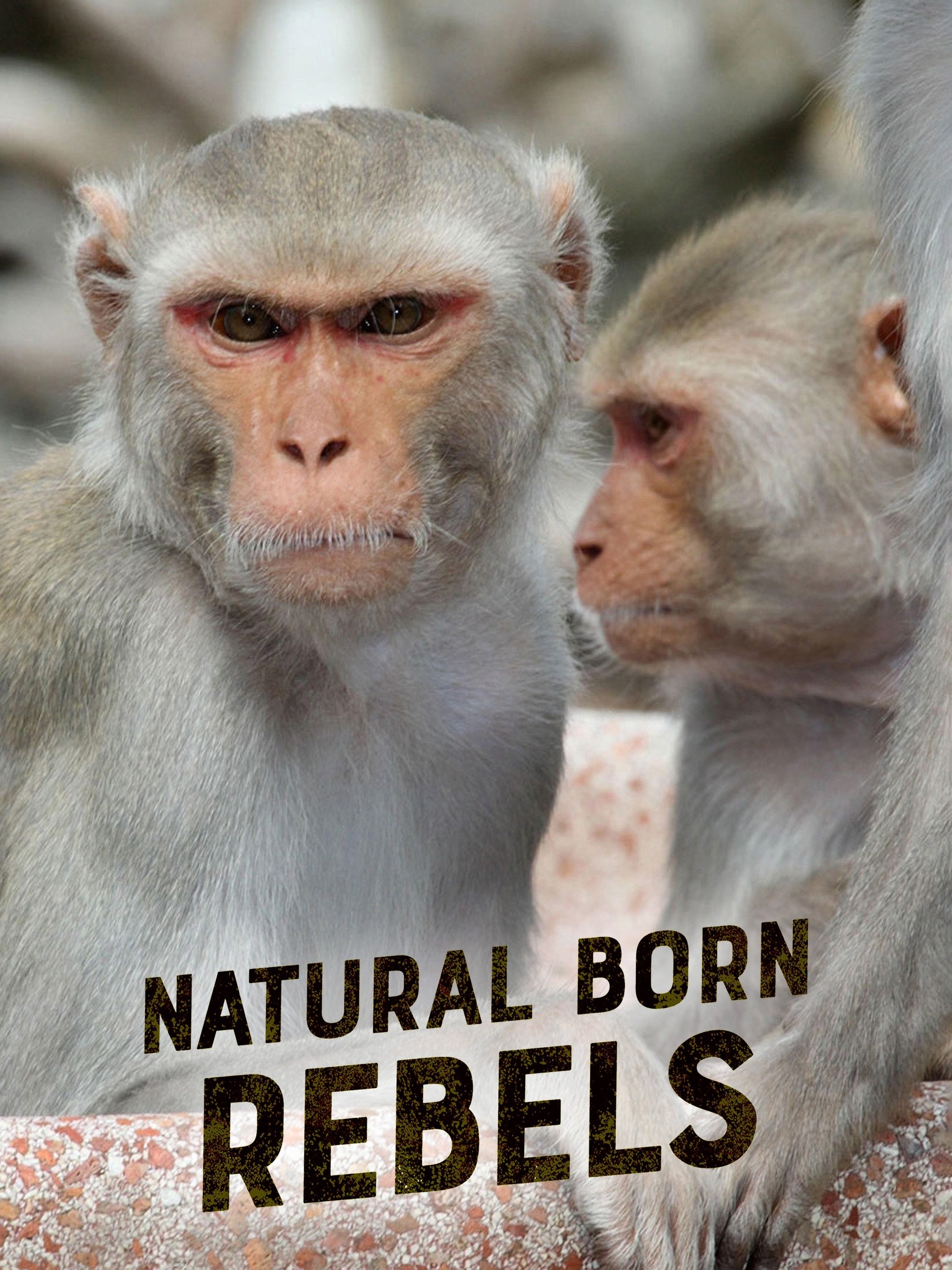 Natural Born Rebels | Rotten Tomatoes