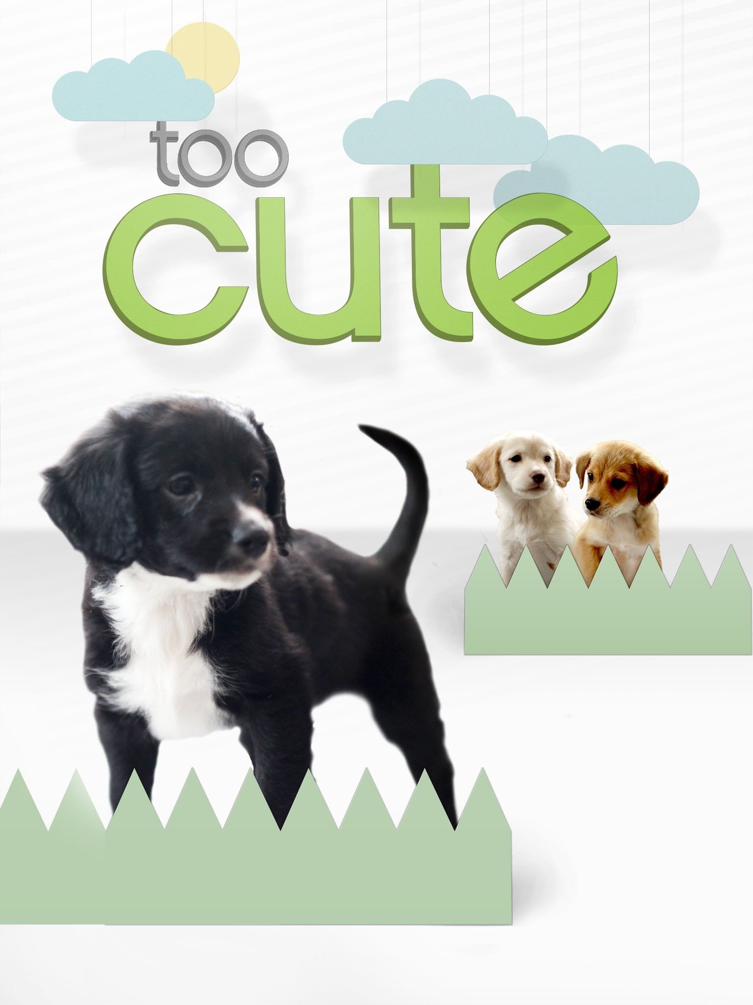 Too Cute! Season 4 | Rotten Tomatoes