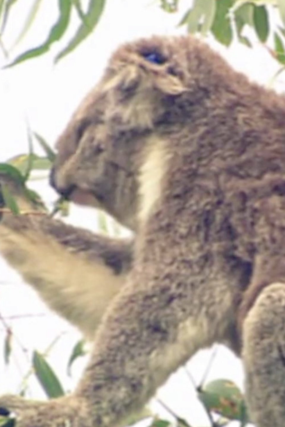 Cool Creatures Pictures | Rotten Tomatoes