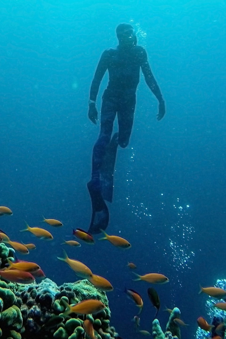 The Dogtooth Pictures | Rotten Tomatoes