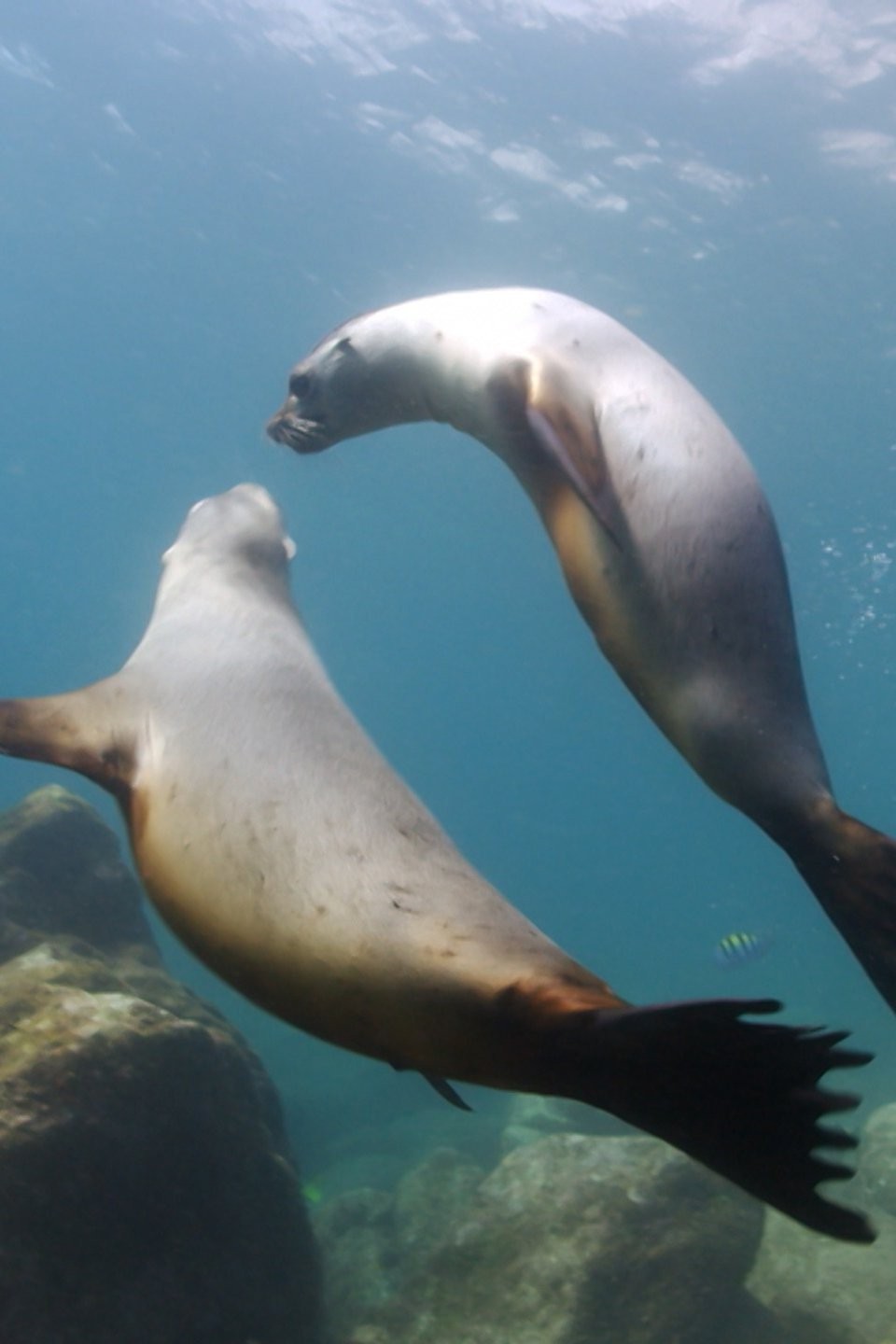 Amazing Animals Pictures | Rotten Tomatoes