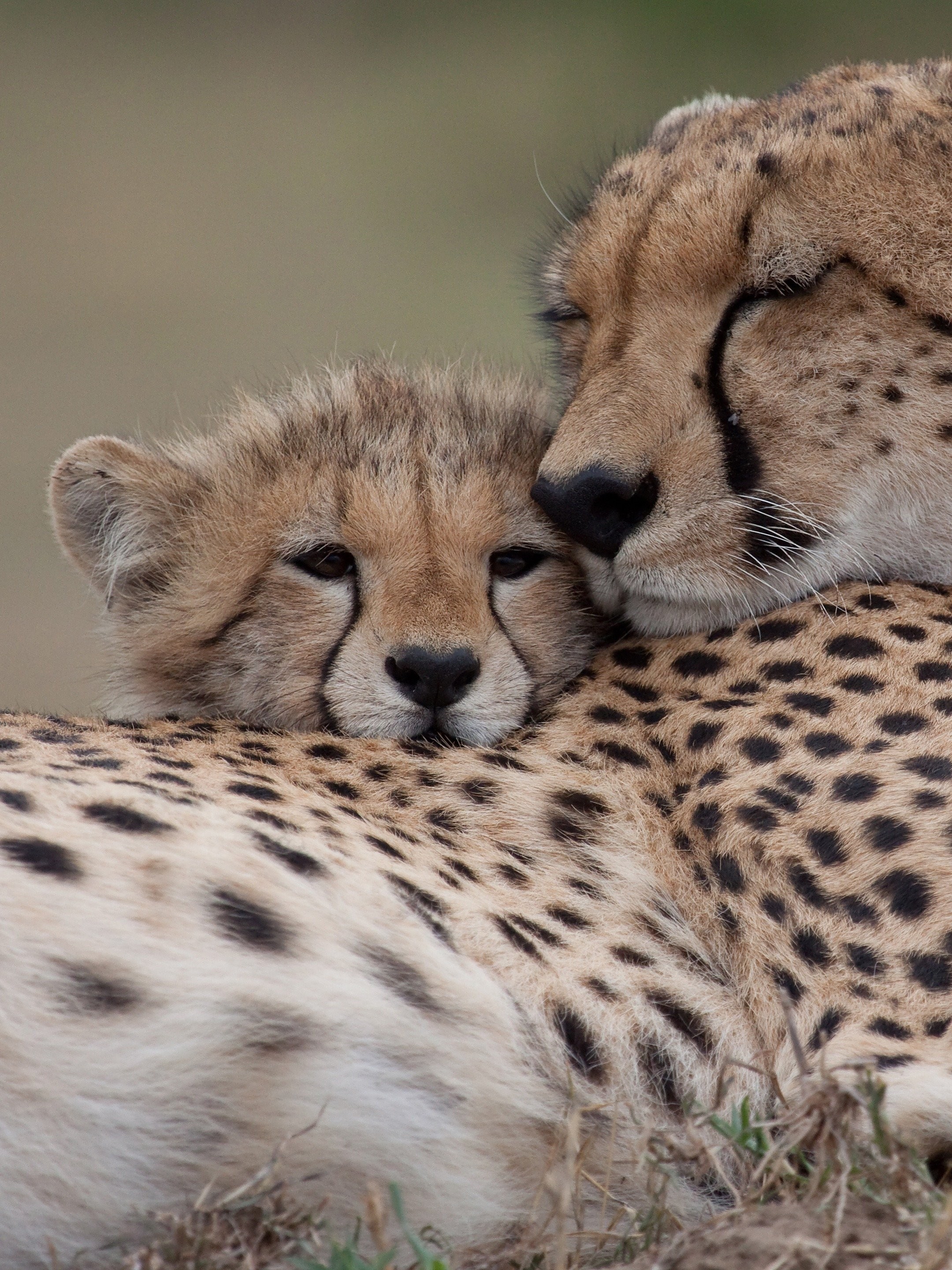 Nature: Season 2 Pictures | Rotten Tomatoes