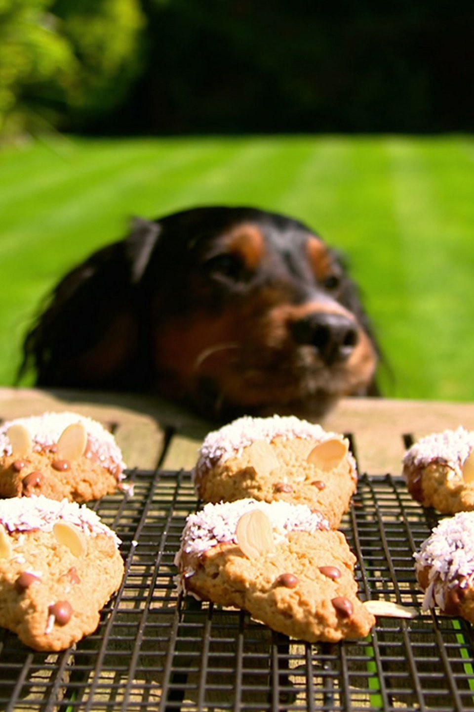 The Snake Boy Pictures | Rotten Tomatoes